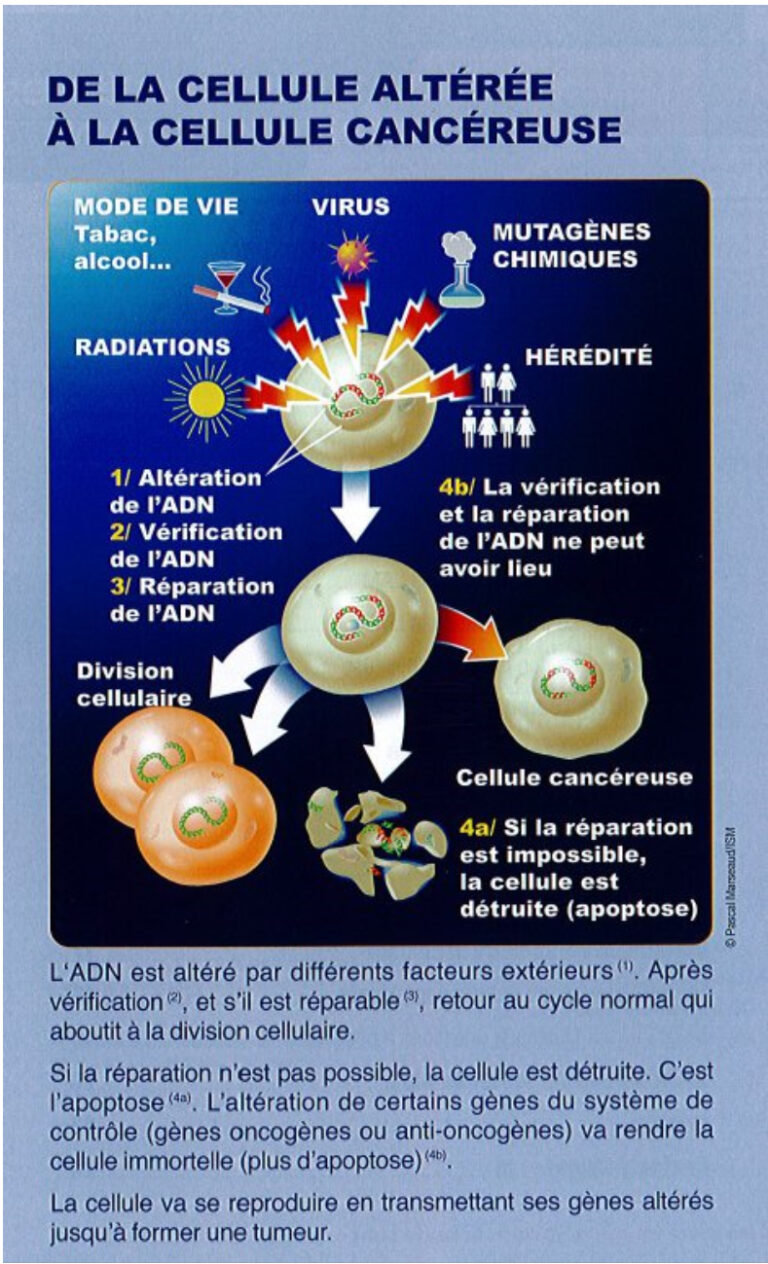C'est quoi un cancer? - SFCE - Société Française Cancers Enfant